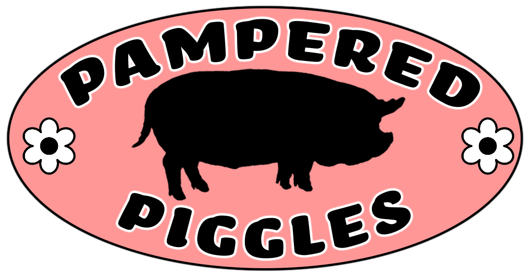 Upcoming Litters - Pampered Piggles