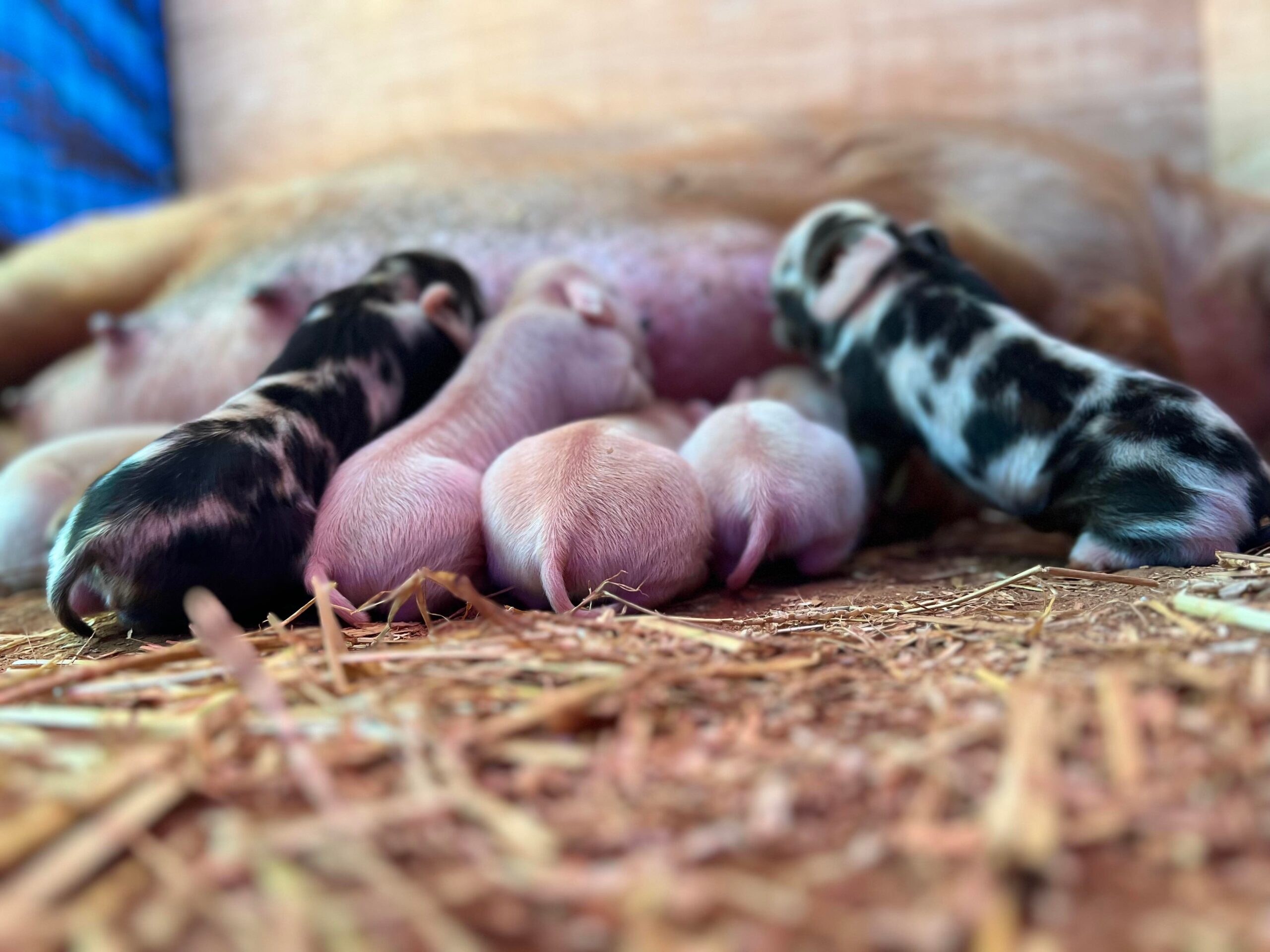 Available Piggles – Pampered Piggles